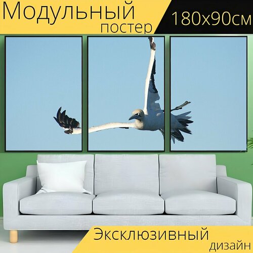 Модульный постер "Сиберд, птица, птичий" 180 x 90 см. для интерьера