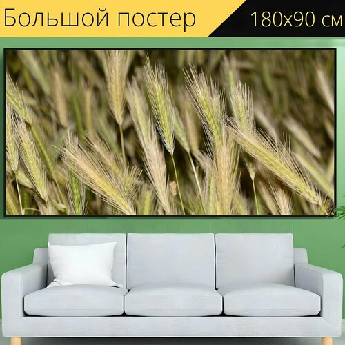 Большой постер "Пшеница, злаки, сельское хозяйство" 180 x 90 см. для интерьера