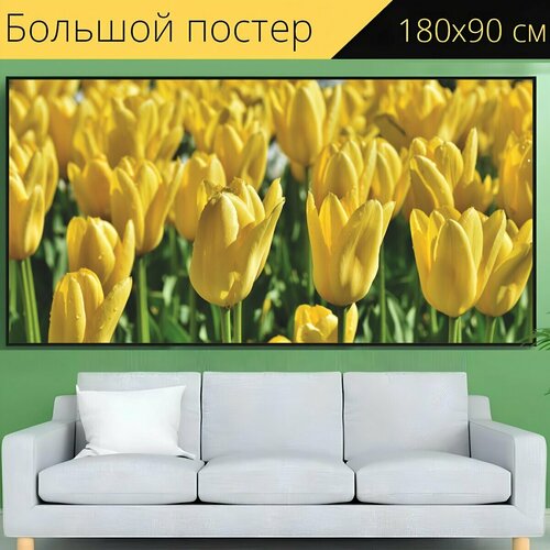 Большой постер "Тюльпан, поле тюльпанов, цвести" 180 x 90 см. для интерьера