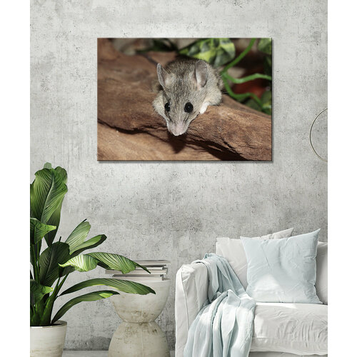 Картина -Мышь, мышка, мышонок, мышь макро, милая мышка (38) 20х30