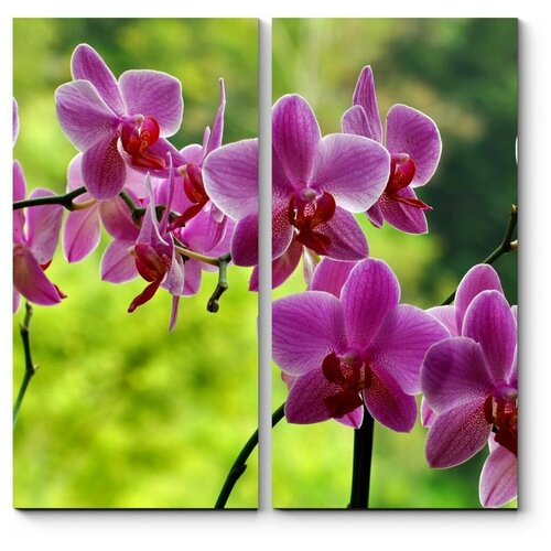 Модульная картина Неподражаемые орхидеи 110x110