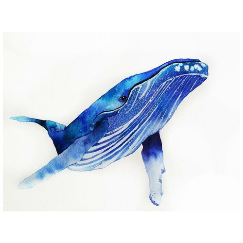 Постер / Плакат / Картина Большой синий кит 50х70 см в подарочном тубусе