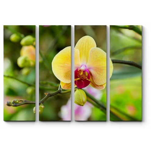 Модульная картина Тропическая орхидея, цветущая в летнем саду 150x113