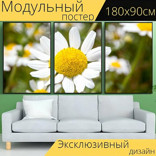 Модульный постер "Маргаритка, цветок, цветы" 180 x 90 см. для интерьера