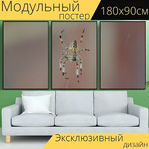 Модульный постер "Паук, животное, паукообразный" 180 x 90 см. для интерьера