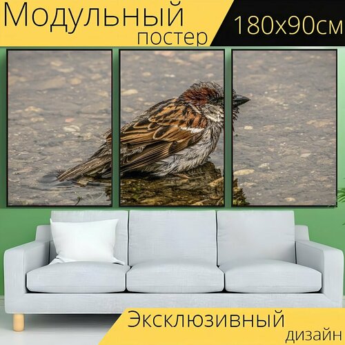 Модульный постер "Воробей, птица, вода" 180 x 90 см. для интерьера