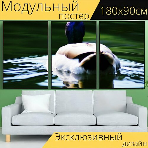 Модульный постер "Утка, водный, озеро" 180 x 90 см. для интерьера