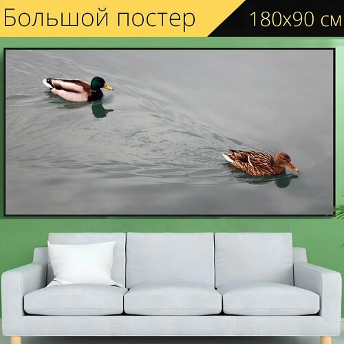 Большой постер "Утки, пара, водоплавающая птица" 180 x 90 см. для интерьера