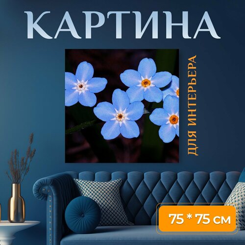 Картина на холсте "Незабудка, цветок, синий" на подрамнике 75х75 см. для интерьера