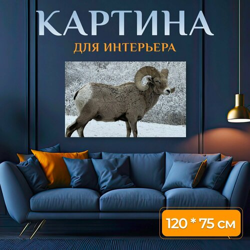 Картина на холсте "Большой рог, овец, дикая природа" на подрамнике 120х75 см. для интерьера
