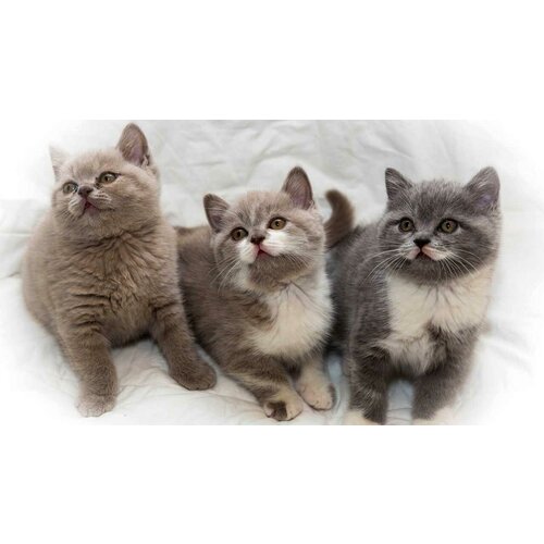 Картина на холсте 110x60 LinxOne "Котята малыши трио троица" интерьерная для дома / на стену / на кухню / с подрамником