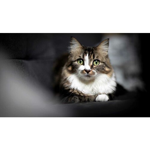 Картина на холсте 60x110 LinxOne "Зеленоглазый серый кот лежит" интерьерная для дома / на стену / на кухню / с подрамником