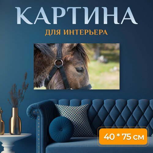 Картина на холсте "Пони, жеребенок, лошадь" на подрамнике 75х40 см. для интерьера
