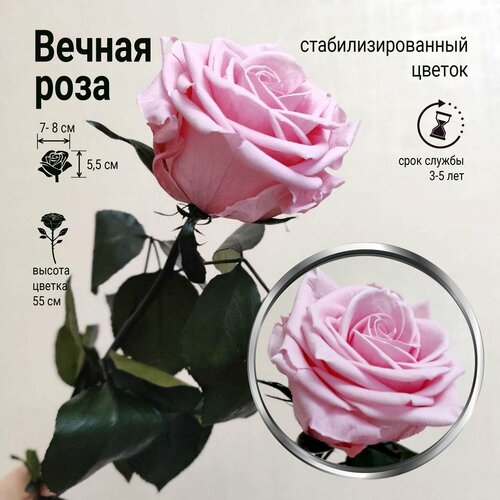 Вечная роза стабилизированная "Розовая" - подарок любимой, маме, девушке, для декора интерьера