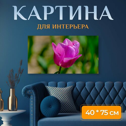 Картина на холсте "Тюльпан, цветок, природа" на подрамнике 75х40 см. для интерьера