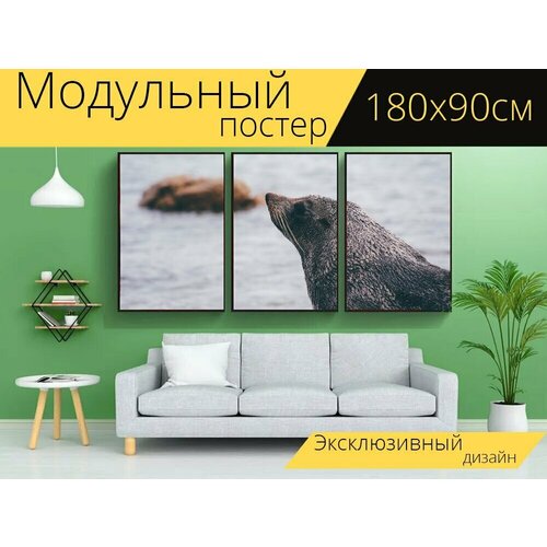 Модульный постер "Тюлень, морской лев, животное" 180 x 90 см. для интерьера