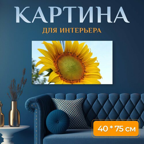 Картина на холсте "Подсолнечник, желтый, цветок" на подрамнике 75х40 см. для интерьера