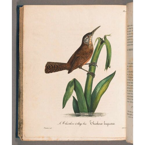 Каролинский крапивник, птицы постер 20 на 30 см, шнур-подвес в подарок