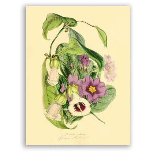 Гравюра Постер на бумаге / Primula Altaica