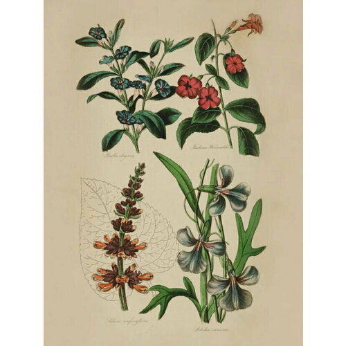 Плакат, постер на холсте Roella Clegans, Fuchosia Wormaldii, Salvia Confertiflora, Lobelia Ramosa/искусство/арт/абстракция. Размер 30 х 42 см