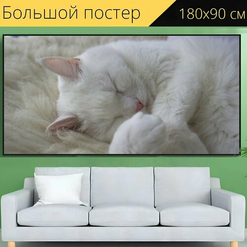 Большой постер "Кошка, белый, домашний питомец" 180 x 90 см. для интерьера