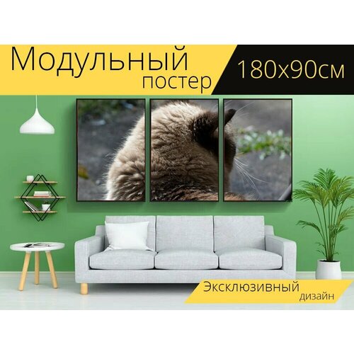 Модульный постер "Кот, британская короткошерстная кошка, бежевый" 180 x 90 см. для интерьера