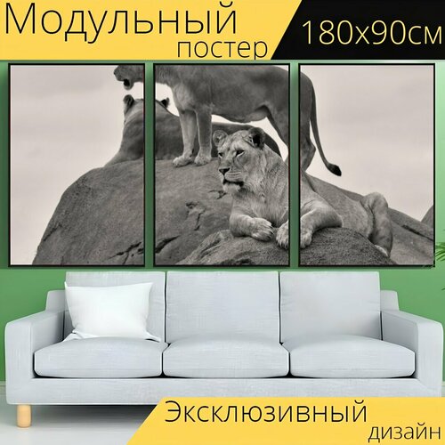 Модульный постер "Львы, зоопарк, эммен" 180 x 90 см. для интерьера