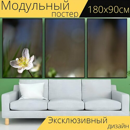 Модульный постер "Ветреница, цветок, весенний цветок" 180 x 90 см. для интерьера