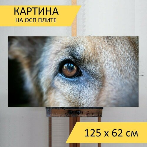 Картина на ОСП 125х62 см. "Собака, пастушья собака, глаз" горизонтальная, для интерьера, с креплениями