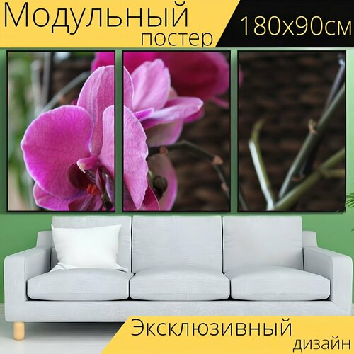 Модульный постер "Орхидея, цвести, блум" 180 x 90 см. для интерьера