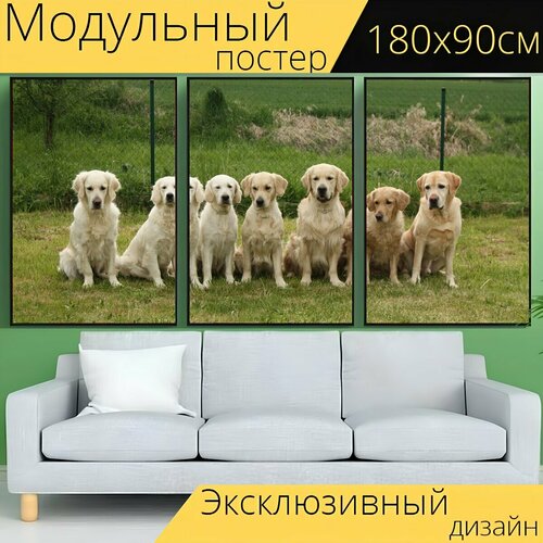 Модульный постер "Собаки, золотистый ретривер, пакет" 180 x 90 см. для интерьера