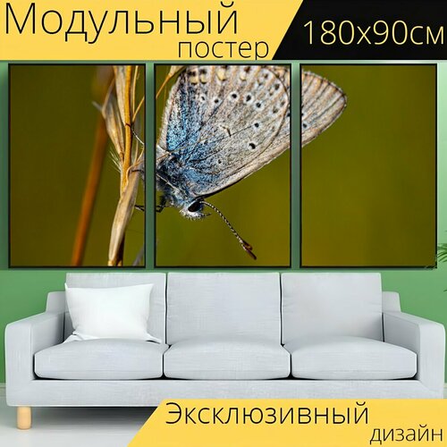 Модульный постер "Обыкновенный синий, бабочка, насекомое" 180 x 90 см. для интерьера