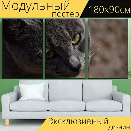 Модульный постер "Кот, милый, котенок" 180 x 90 см. для интерьера