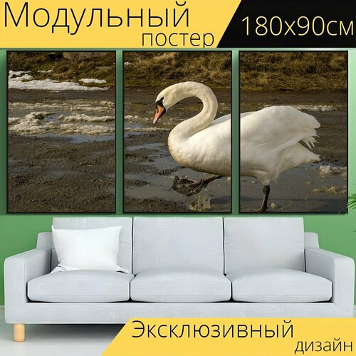 Модульный постер "Лебедь, природа, животные" 180 x 90 см. для интерьера