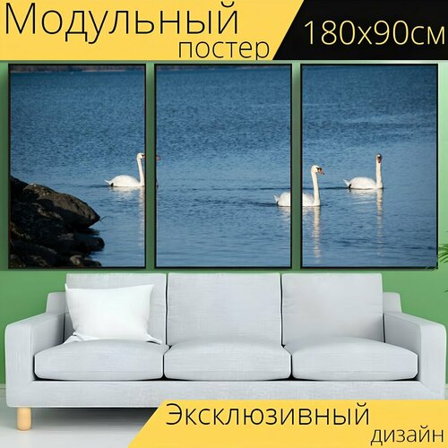 Модульный постер "Лебеди, белый, озеро" 180 x 90 см. для интерьера
