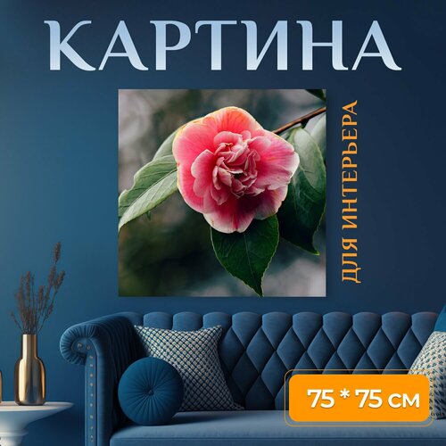 Картина на холсте "Азалия, цветок, завод" на подрамнике 75х75 см. для интерьера