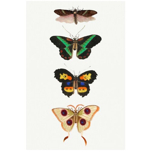 Постер / Плакат / Картина Бабочки - Завораживающие бабочки 60х90 см в раме