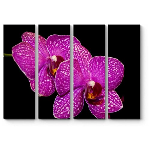 Модульная картина Тропическая орхидея 80x60