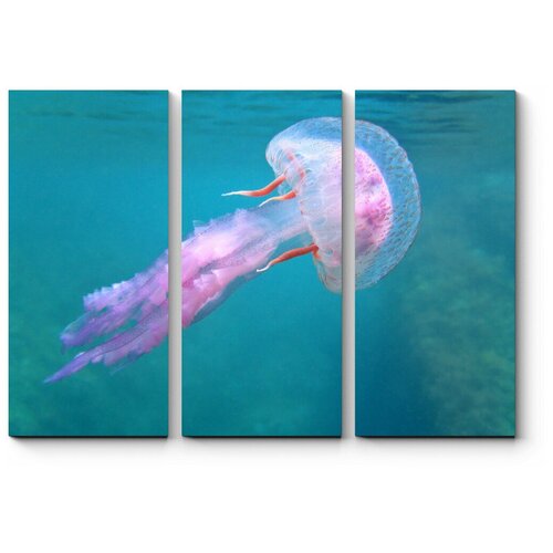 Модульная картина Опасная розовая красавица-медуза 60x43