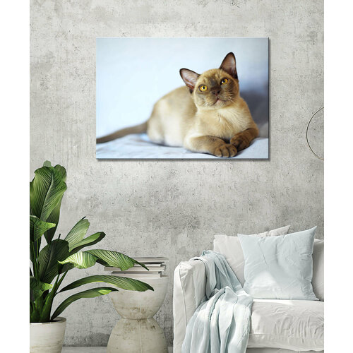 Картина - кошка, бурманская кошка, кот, тёмная кошка, ласковая кошка (40) 30х40