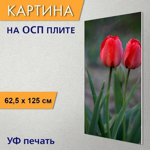 Вертикальная картина на ОСП "Тюльпаны, красный, дождь" 62x125 см. для интерьериа