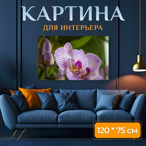 Картина на холсте "Орхидея, фаленопсис, цветок" на подрамнике 120х75 см. для интерьера
