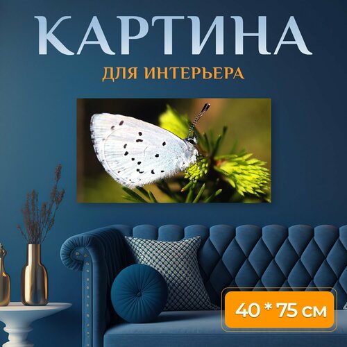 Картина на холсте "Природа, насекомое, бабочки дневные" на подрамнике 75х40 см. для интерьера