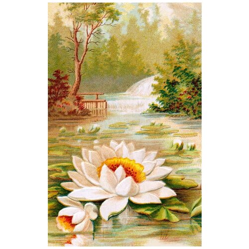 Постер на холсте Лотос в пруду (Lotus in the pond) 30см. x 48см.