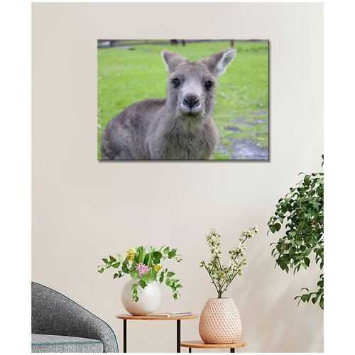 Картина - кенгуру, малыш кенгуру, маленький кенгуру, пушистый кенгуру, кенгуру в природе (38) 40х60