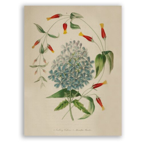 Гравюра Постер на бумаге / Seedling Verbena, Manettia Bicolor