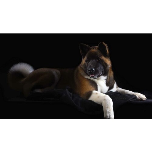 Картина на холсте 60x110 LinxOne "Американская акита красавец пёс" интерьерная для дома / на стену / на кухню / с подрамником