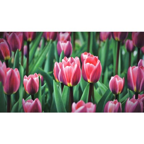 Картина на холсте 60x110 LinxOne "Цветы тюльпаны красные зелень" интерьерная для дома / на стену / на кухню / с подрамником