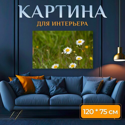 Картина на холсте "Маргаритка, дикий цветок, большой дейзи" на подрамнике 120х75 см. для интерьера