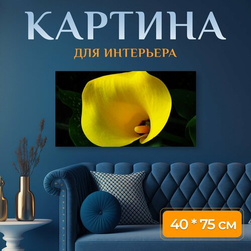 Картина на холсте "Калла, цветок, желтый" на подрамнике 75х40 см. для интерьера